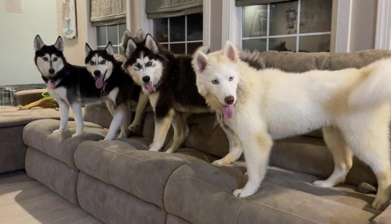 Huskies By the Bay in Maryland | Siberian Husky puppies | Good Dog