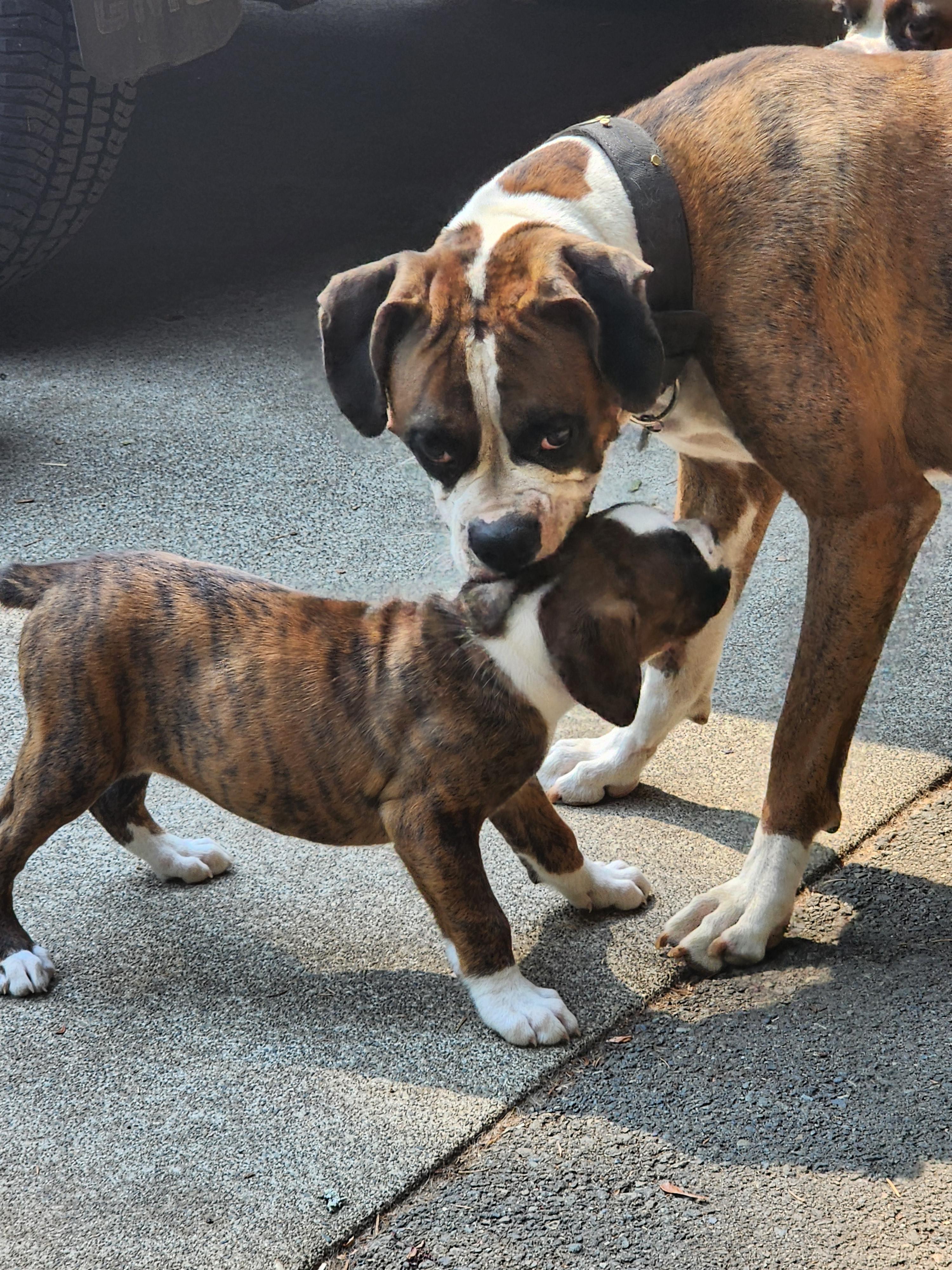 Clydesflashyboxers in Washington | Boxer puppies | Good Dog
