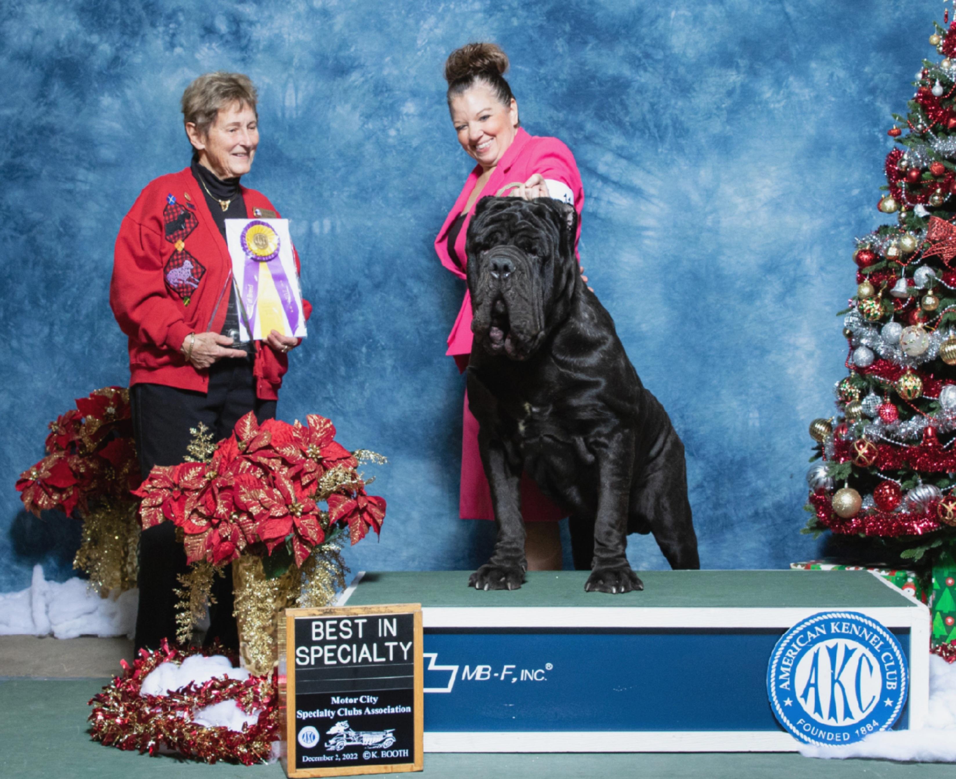 il Drago Kennels in Indiana | Neapolitan Mastiff puppies | Good Dog