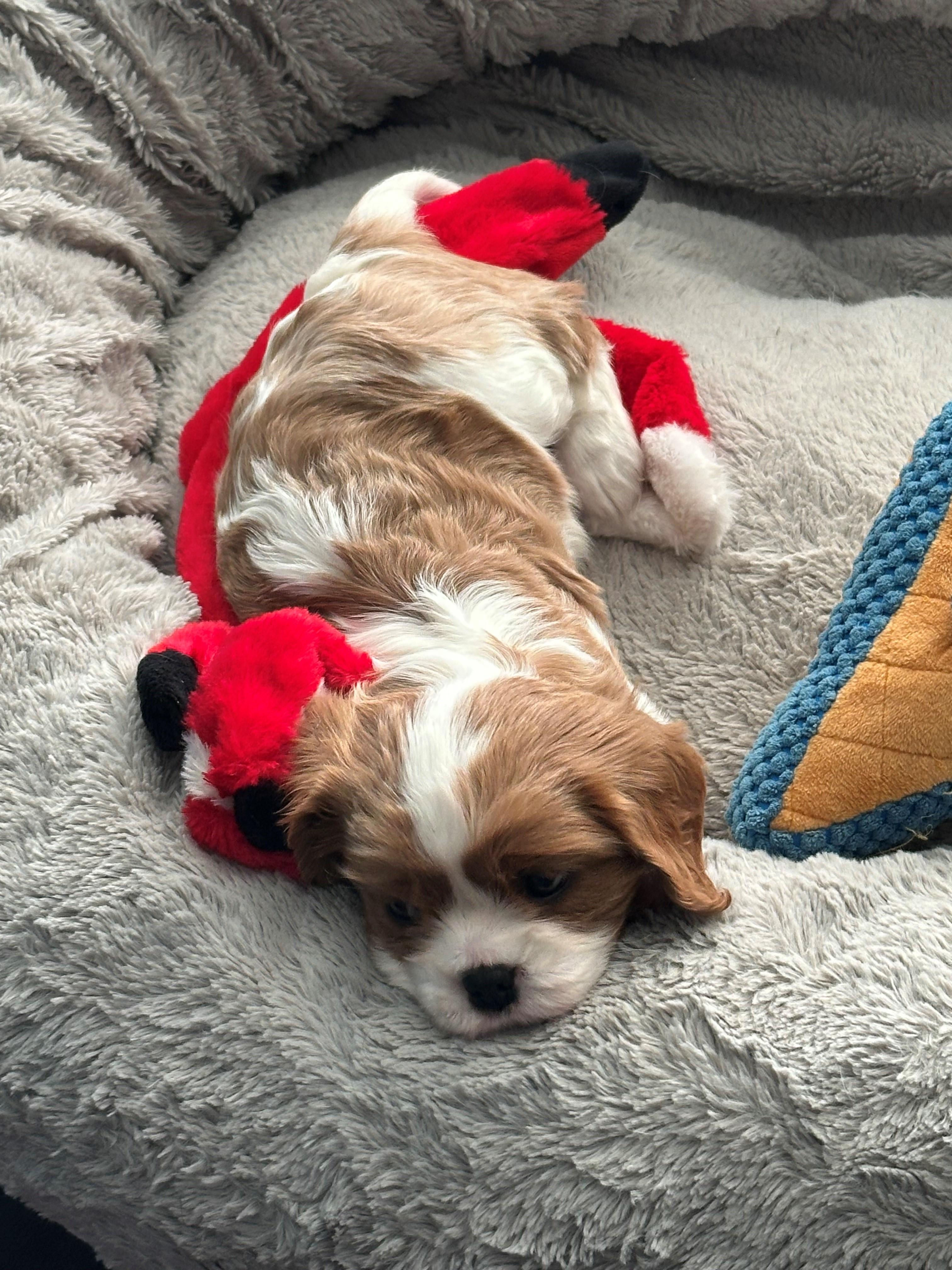DunEakins Cavaliers in Missouri | Cavalier King Charles Spaniel puppies ...