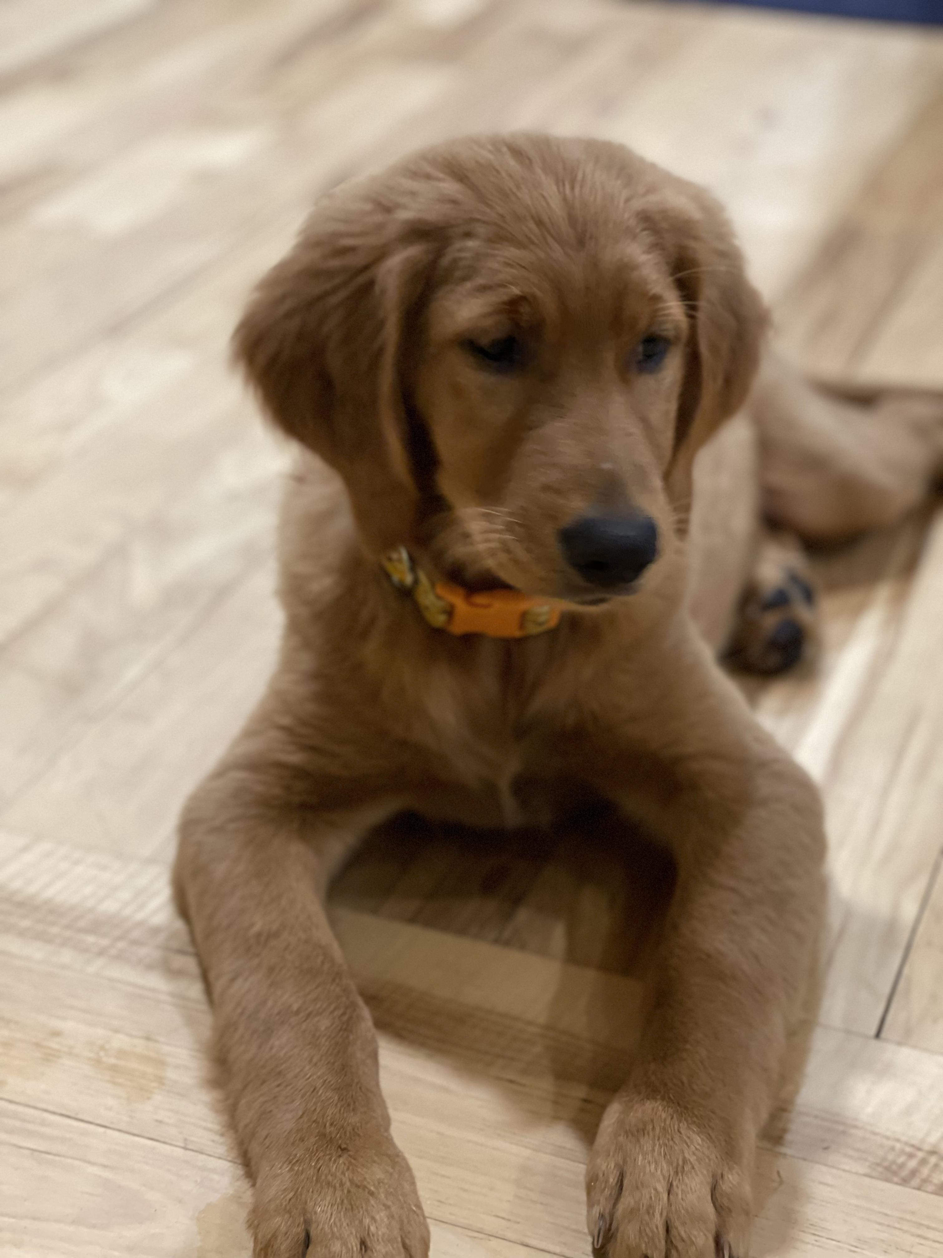 CelticDoods in North Carolina | Golden Retriever, Goldendoodle ...