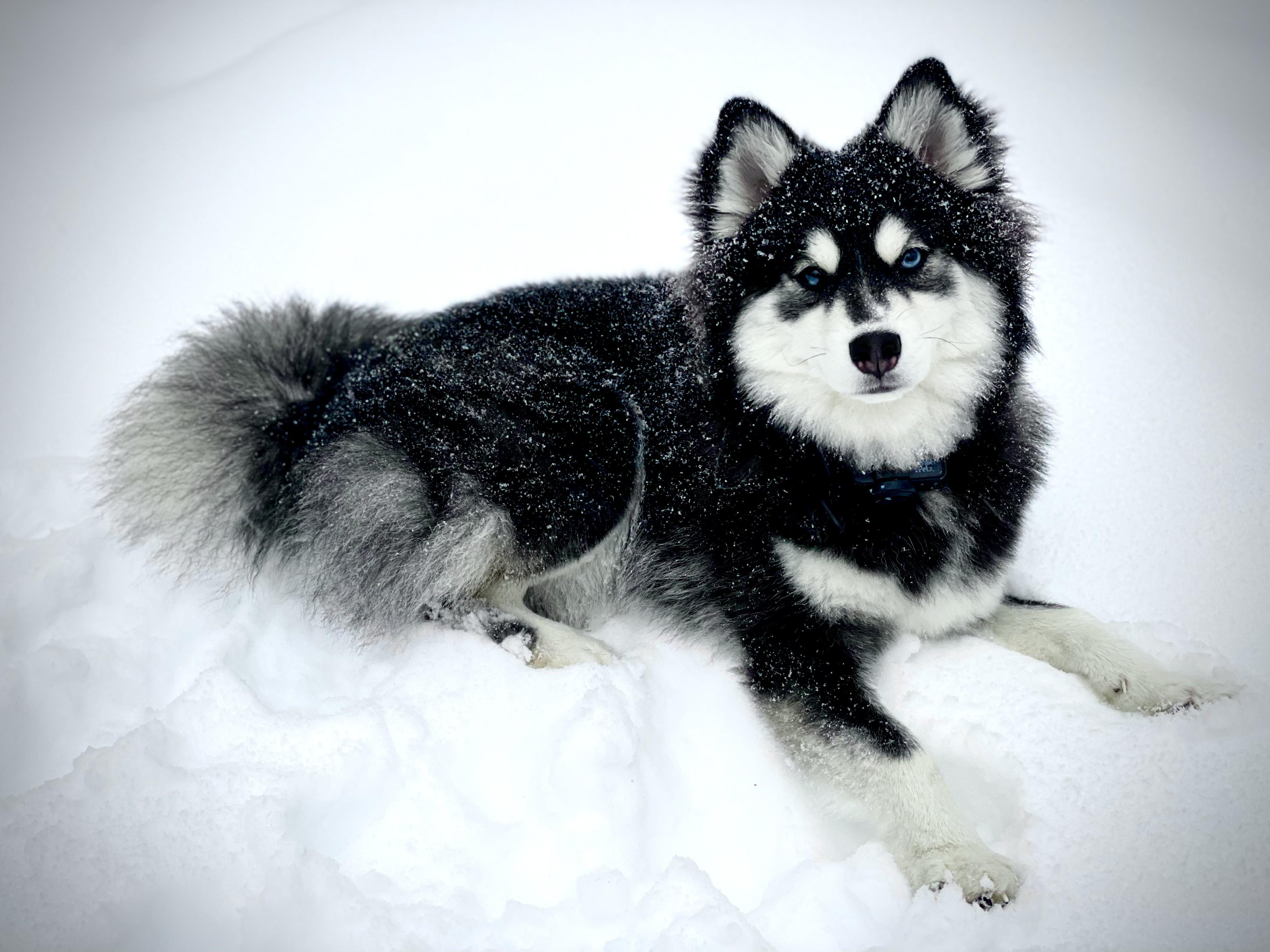 Blue Ridge Pomsky in North Carolina | Pomsky puppies | Good Dog