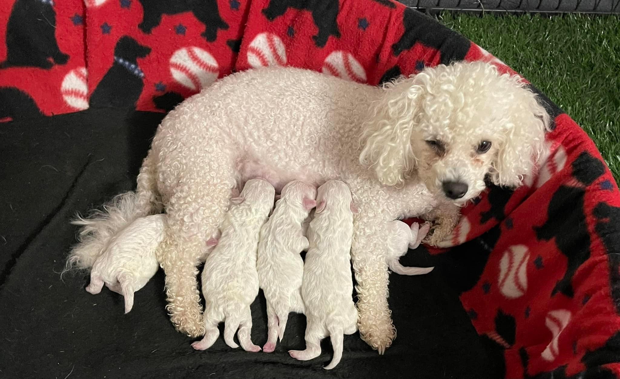Bichon Frise in Bradenton Florida in Florida | Bichon Frise puppies ...