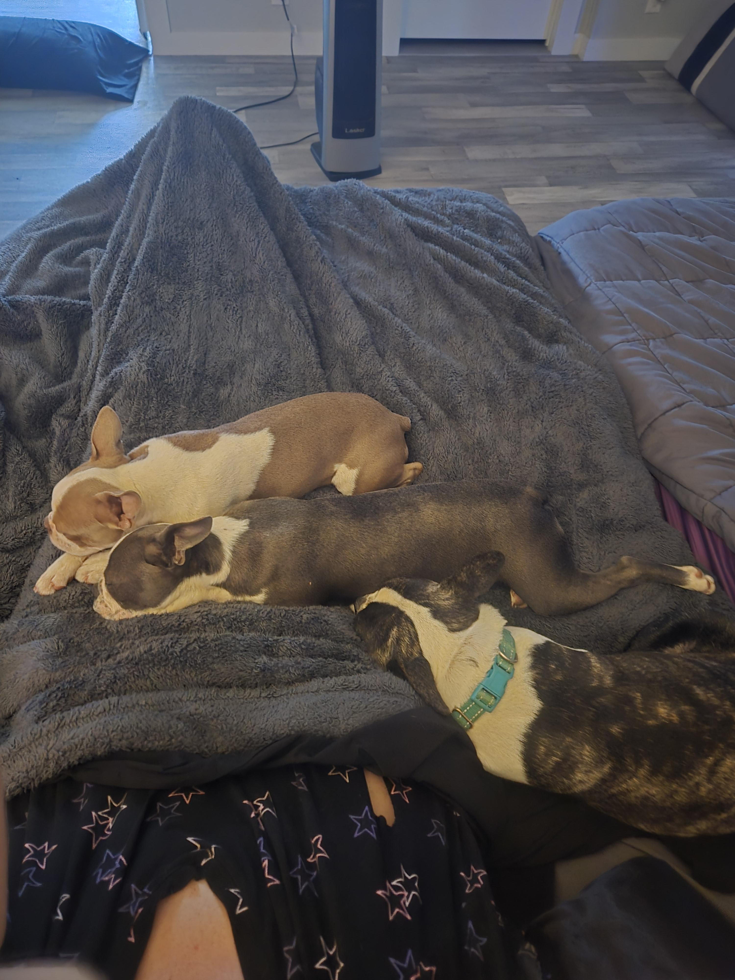 Campos Farms in Texas | Boston Terrier puppies | Good Dog