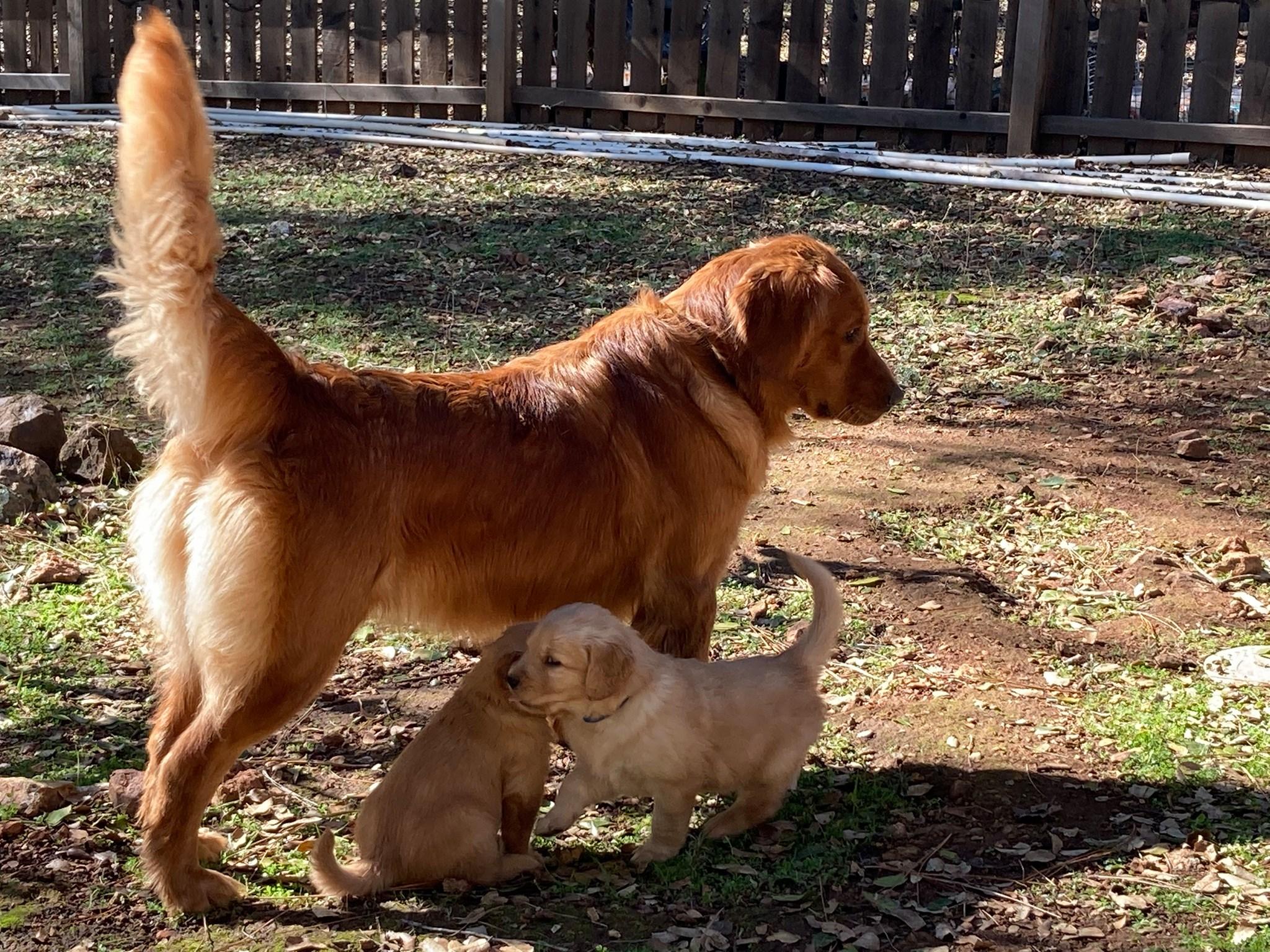 Gold Country Golden Retrievers in California | Golden Retriever puppies ...