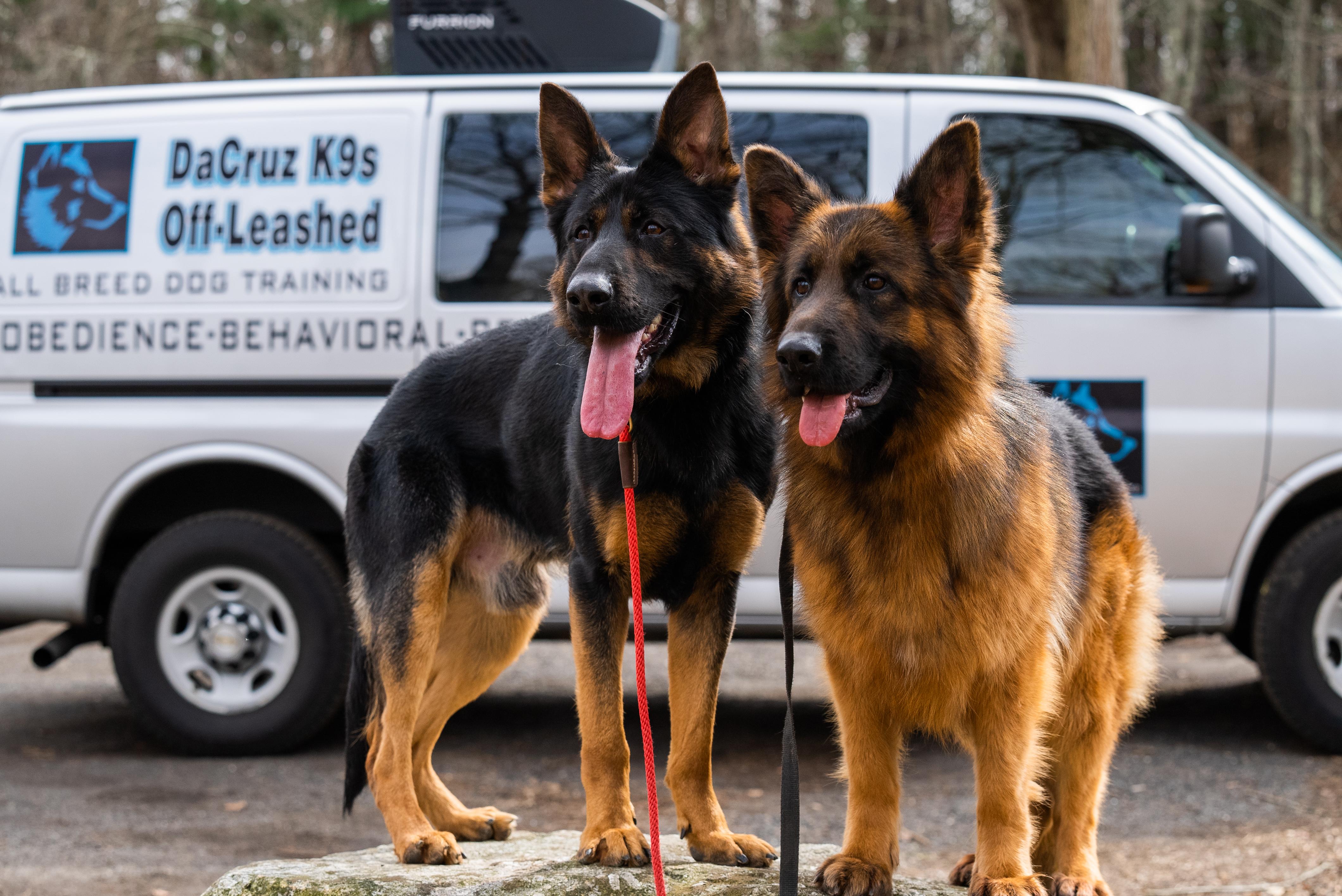 DaCruz K9s in Connecticut | German Shepherd puppies | Good Dog