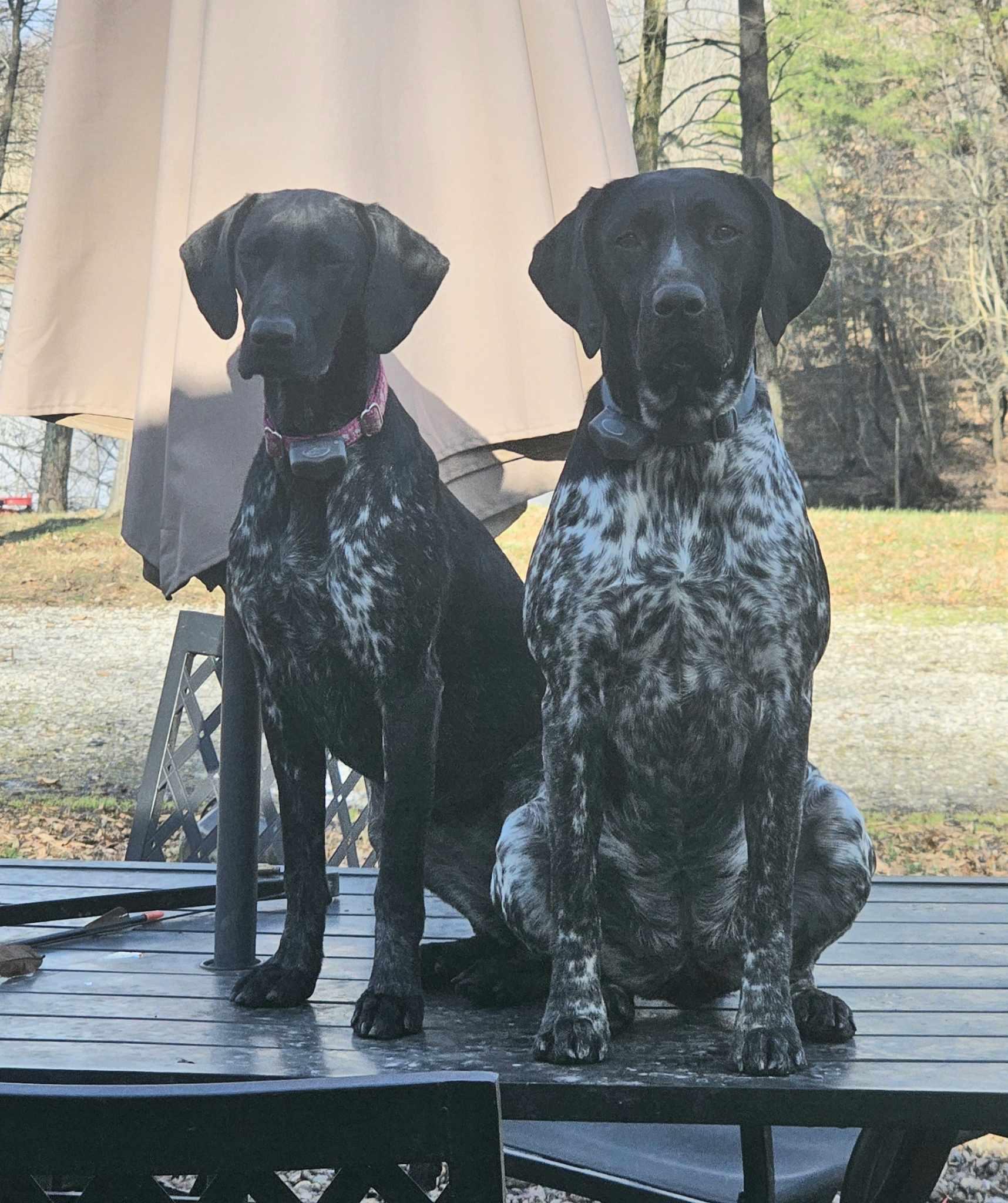 Cox Family Farms in Indiana | German Shorthaired Pointer puppies | Good Dog