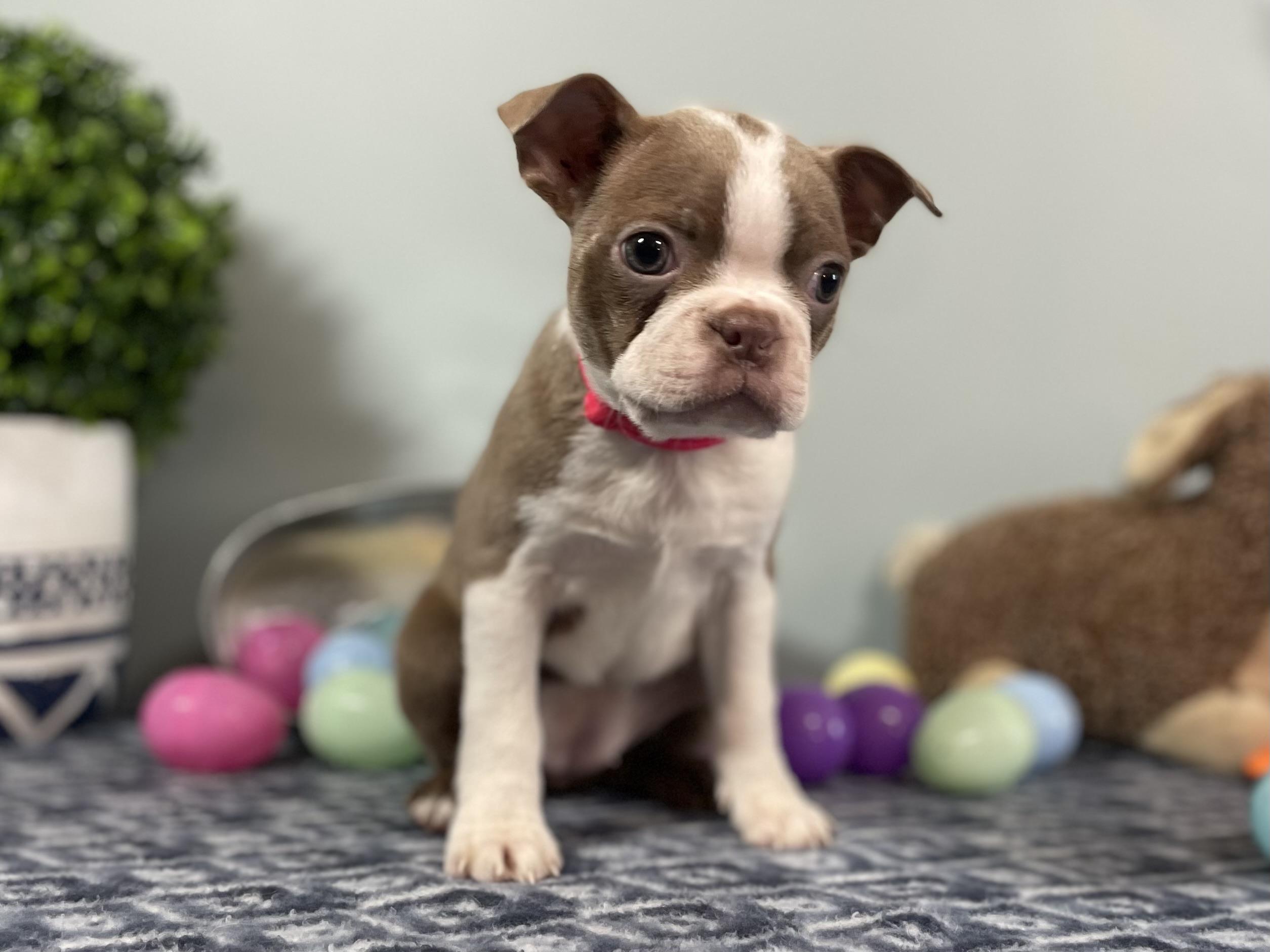 Hoosier Boston Terrier Puppies in Indiana | Boston Terrier puppies ...