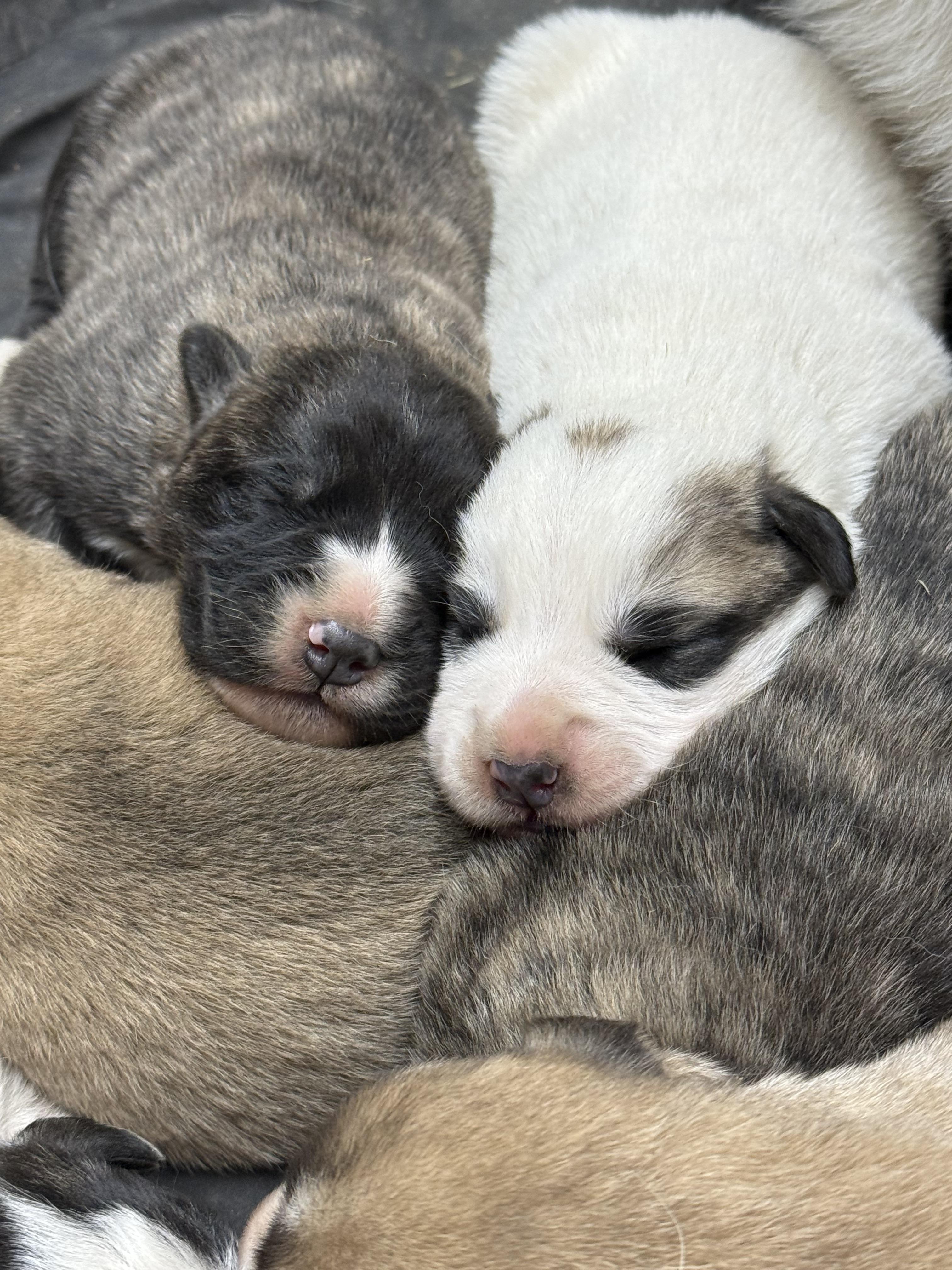 Pam’s Perfect Pugs & MasPyrs in Washington | Great Pyrenees, Mastiff or ...