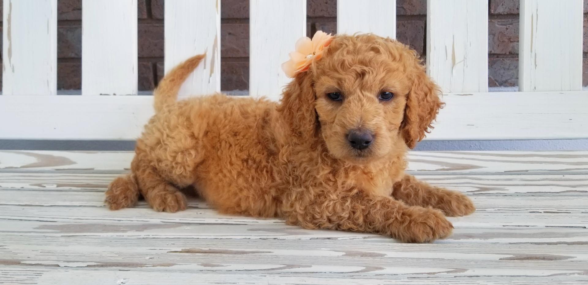 Don't Forget to Doodle & Southern Bella Doodles in Colorado ...