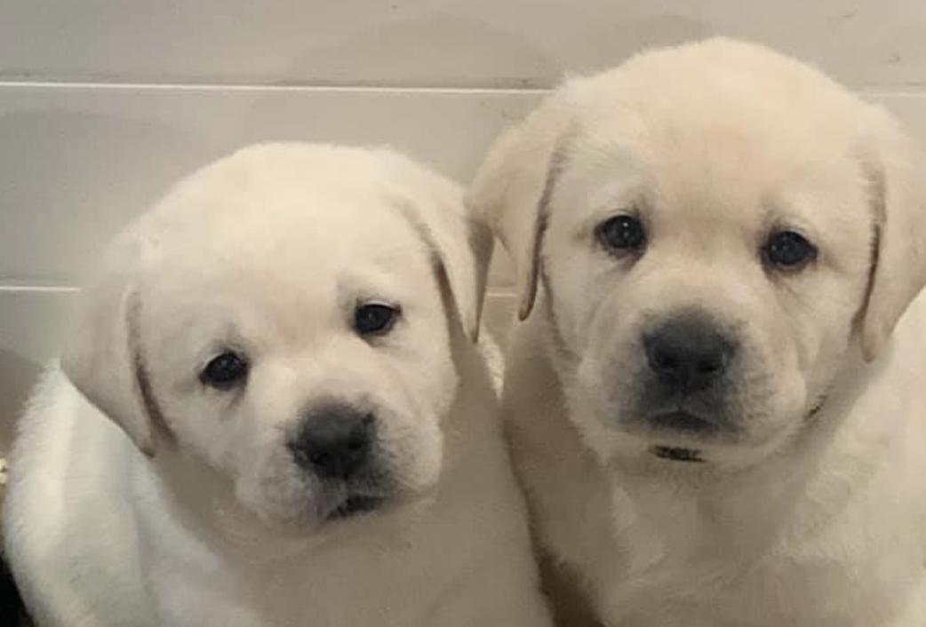 Lynneville Labradors in New Jersey | Labrador Retriever puppies | Good Dog