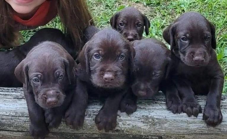 Bearded Lady Pudelpointers in Missouri | Pudelpointer puppies | Good Dog