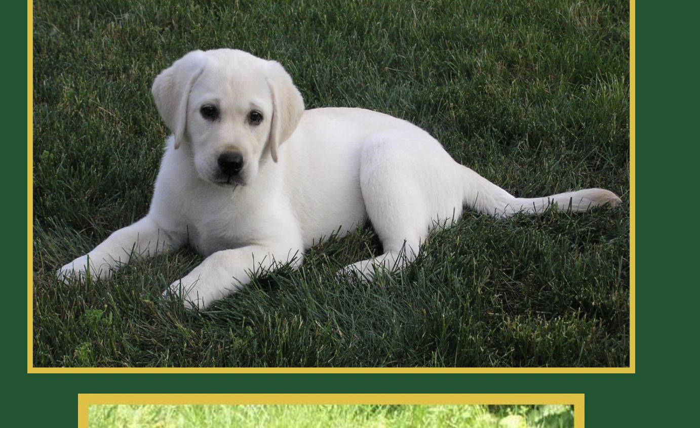 Ivy Spring Farms in Pennsylvania | Labrador Retriever puppies | Good Dog
