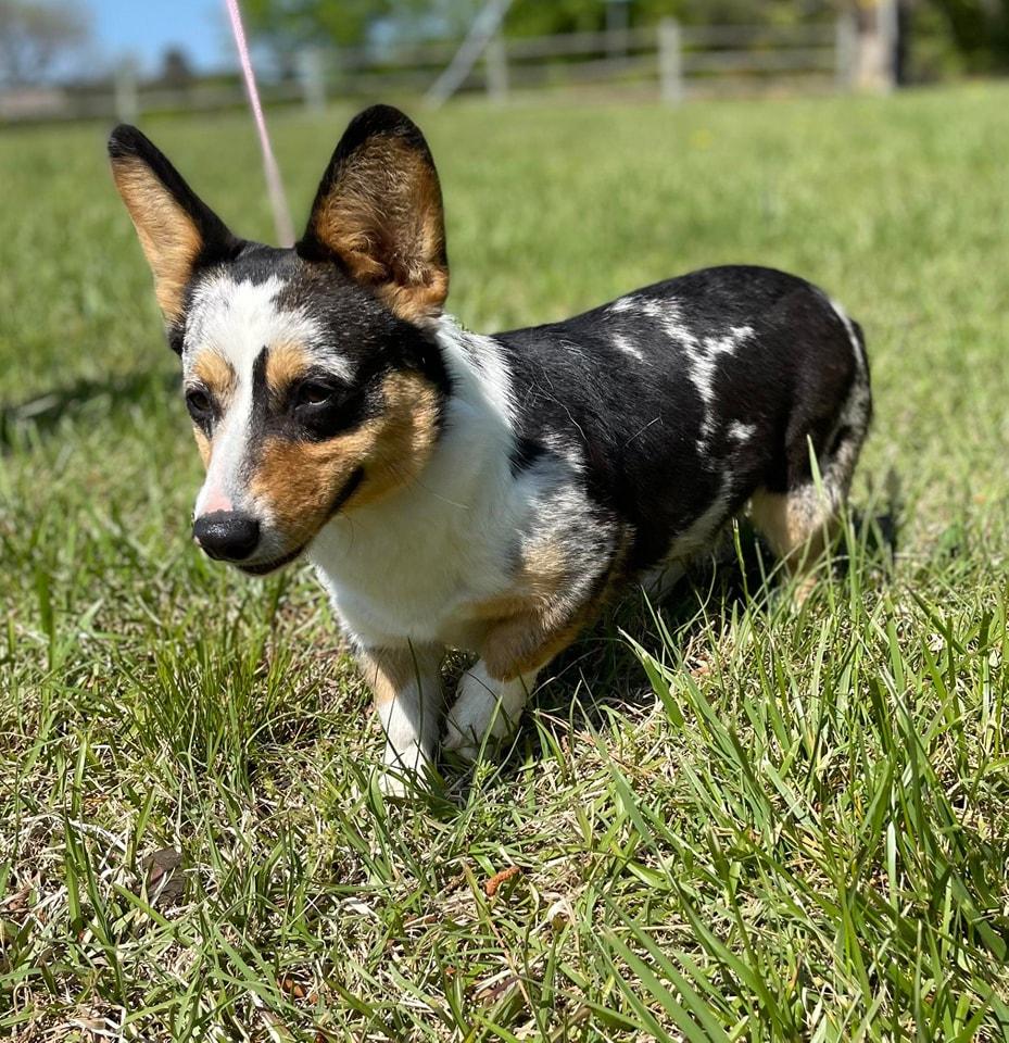 K&S Corgis in South Carolina | Pembroke Welsh Corgi and American Corgi ...