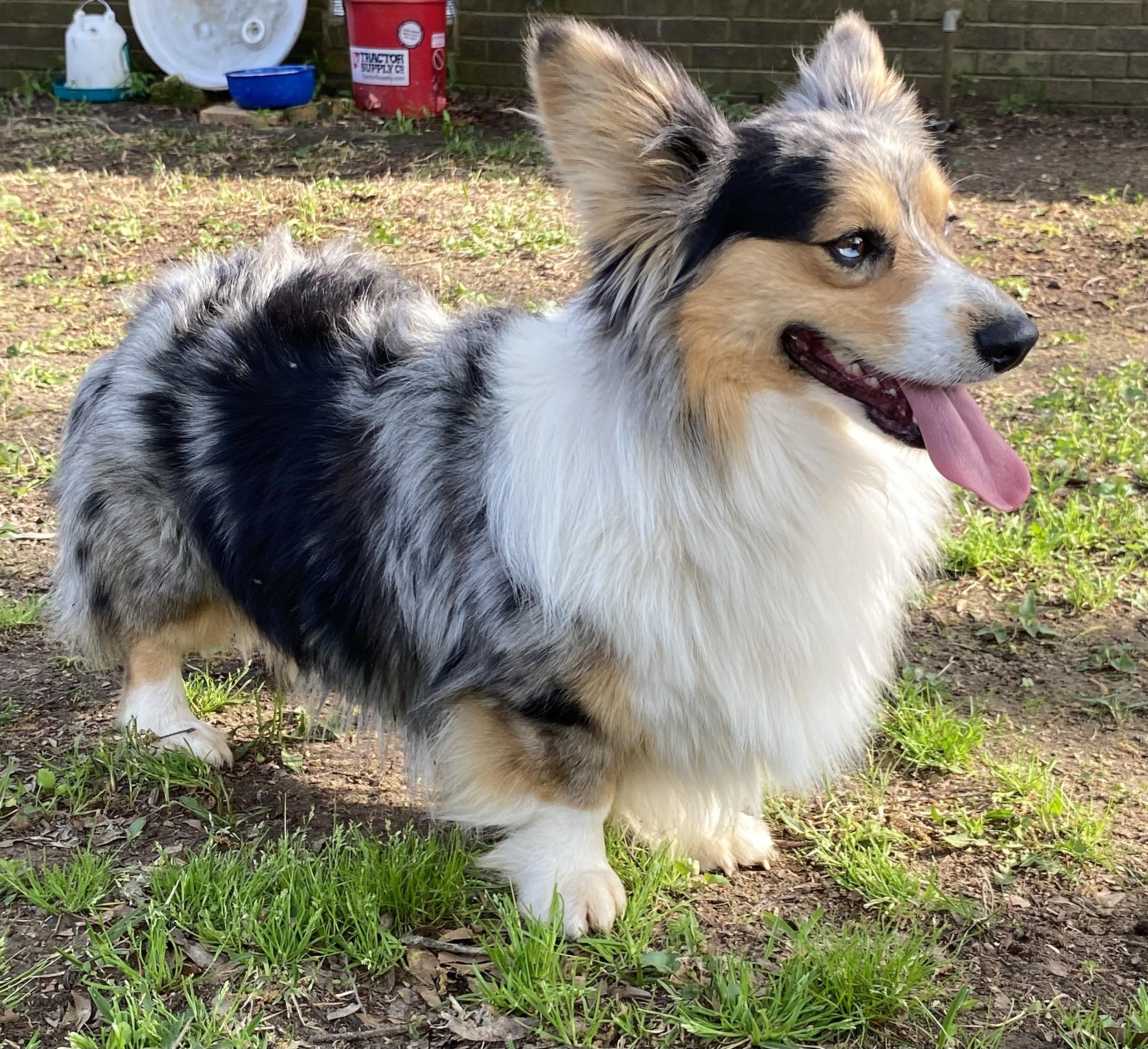 Grassy Lake Corgis in Arkansas | Pembroke Welsh Corgi and American ...