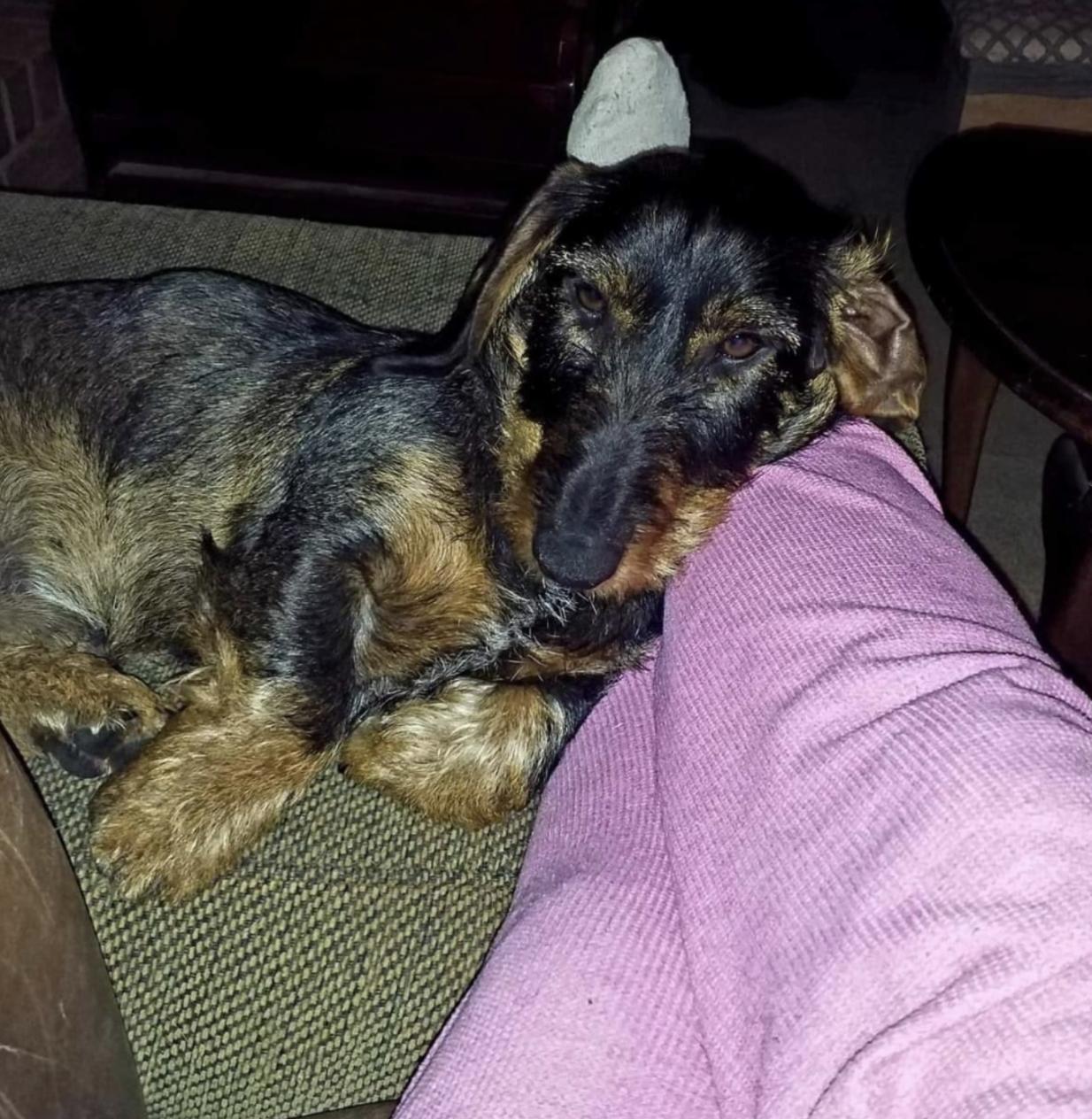 Infinity Canine in North Carolina | Dachshund puppies | Good Dog