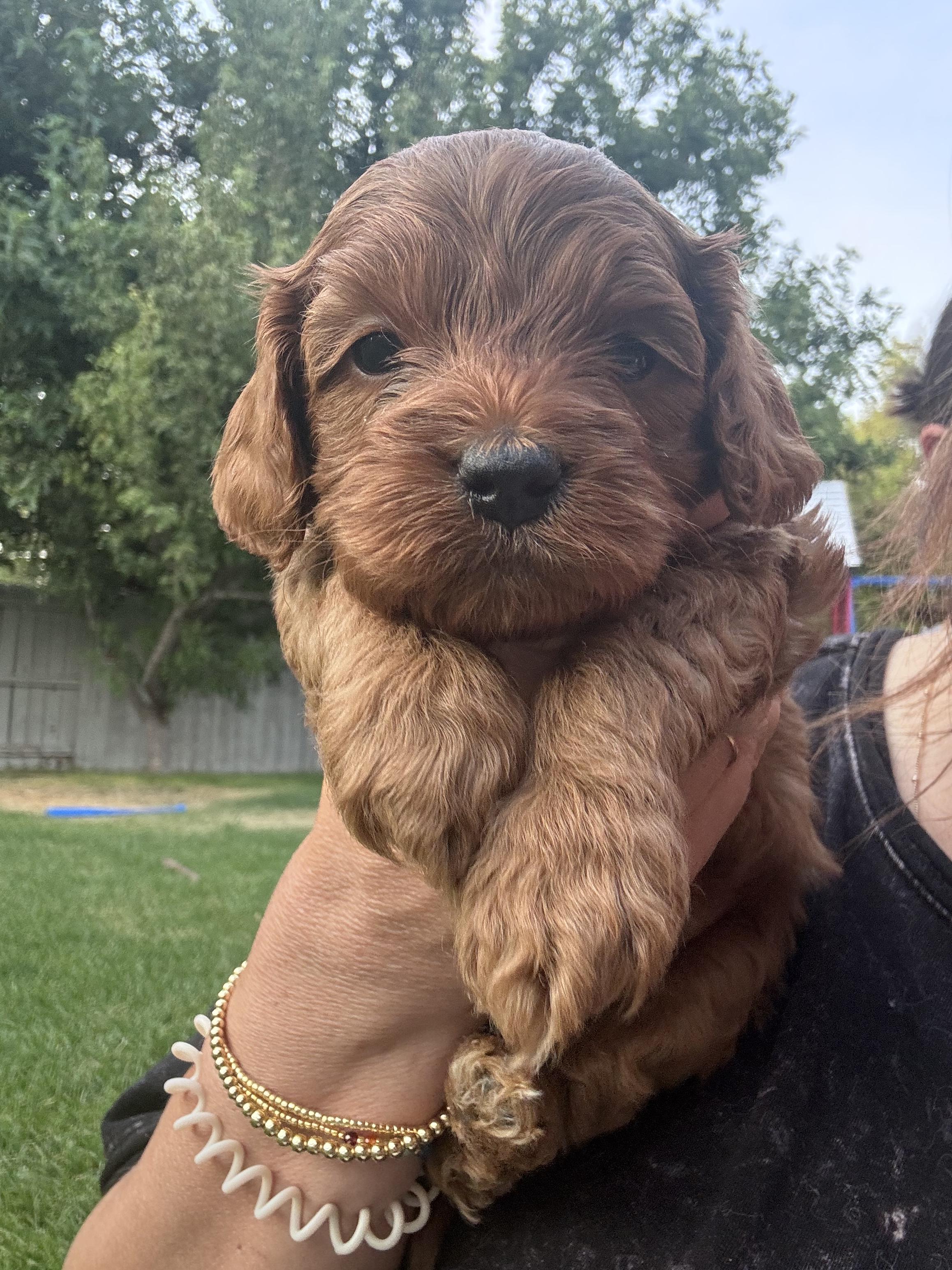 Mair Family in Utah | Cockapoo puppies | Good Dog