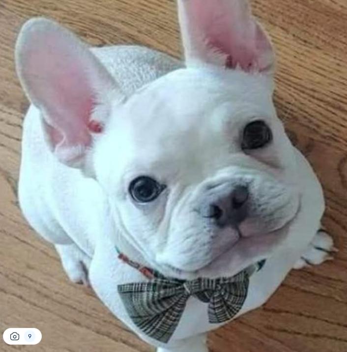 Circus Pugs & Frenchies in Alabama | French Bulldog and Pug puppies ...
