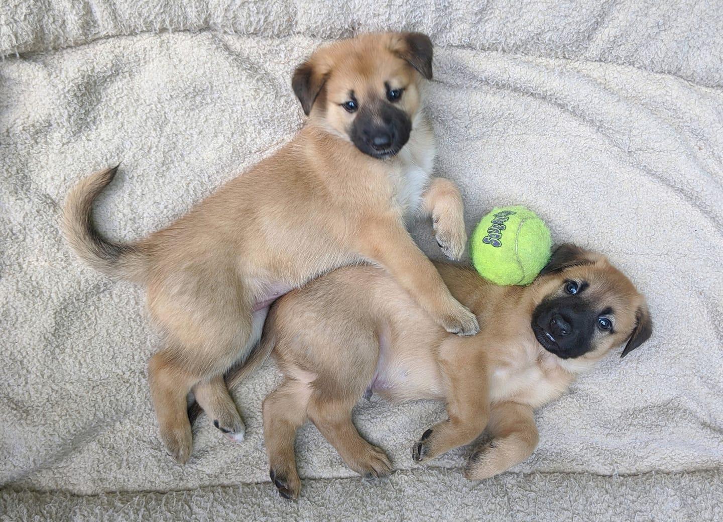 Ferncroft Chinooks in New Hampshire | Chinook puppies | Good Dog