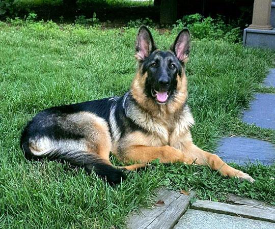Alkarah in New Jersey | German Shepherd puppies | Good Dog