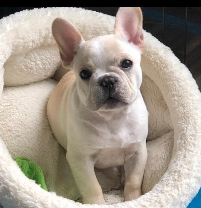 Brookman’s French Bulldogs in Virginia | French Bulldog puppies | Good Dog