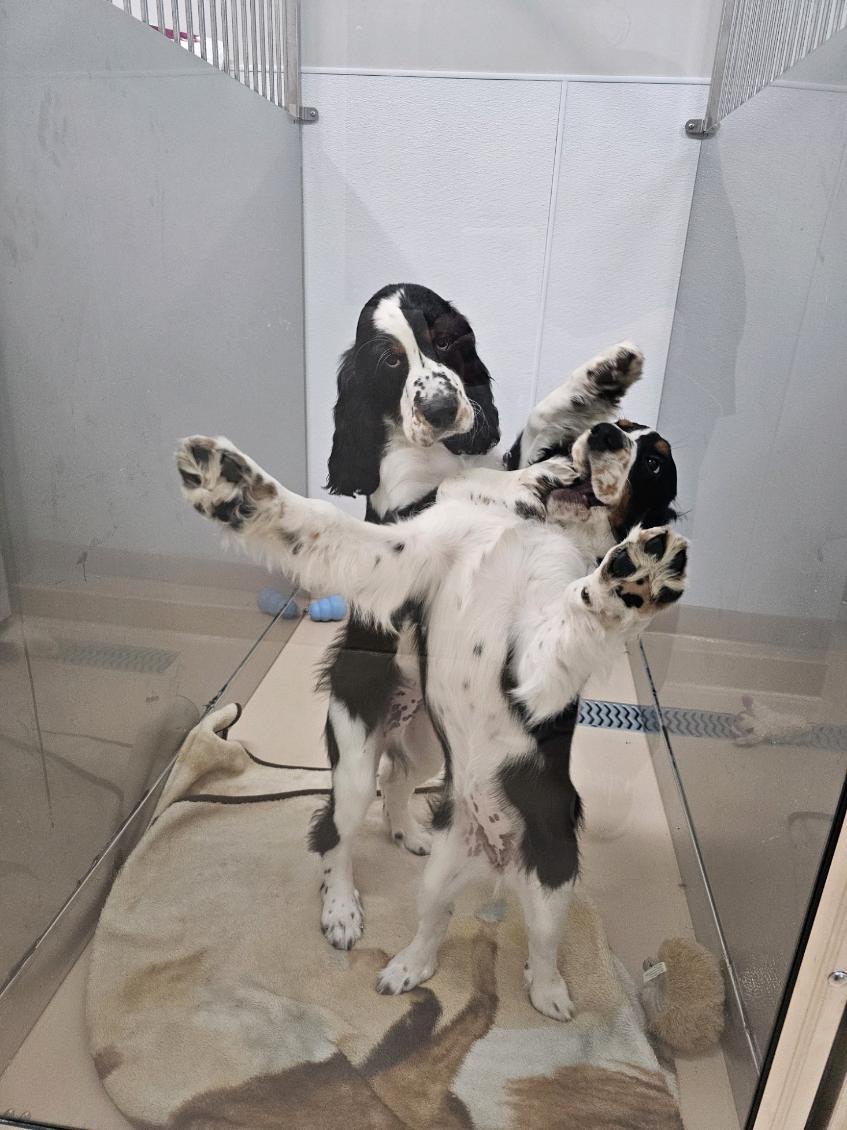 Silly Springers in California | English Springer Spaniel puppies | Good Dog