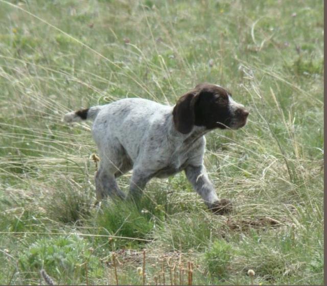 CYNISTER KENNELS German Wirehairs and Brittany's in Colorado | Brittany ...