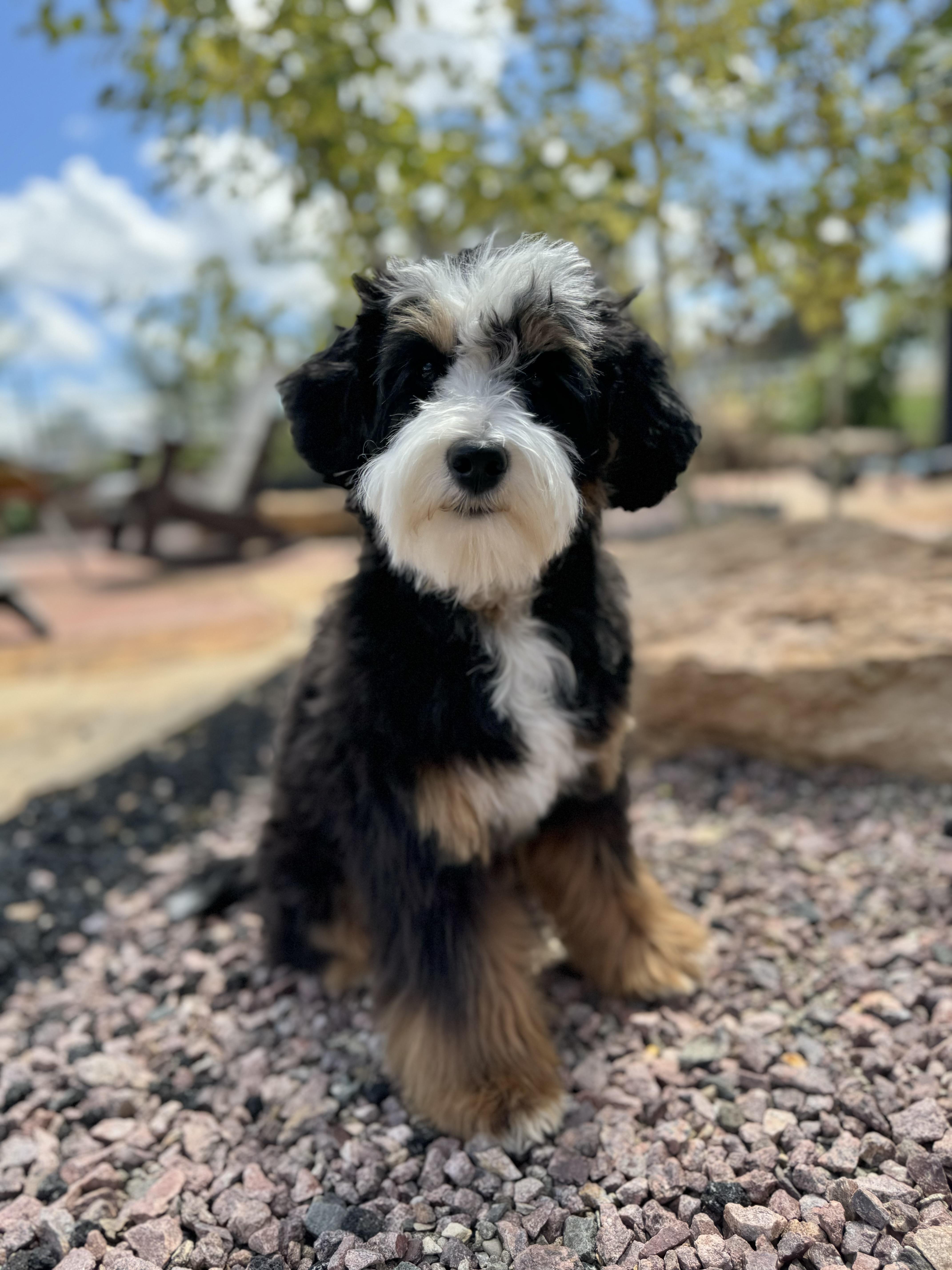 Sassy Pants Pups in Colorado | Bernedoodle, Aussiedoodle or Australian ...