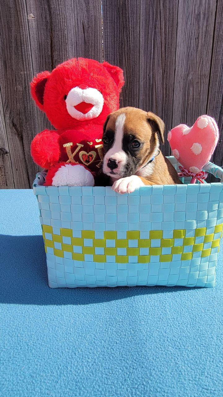 Cerise's Boxers in Alabama | Boxer puppies | Good Dog