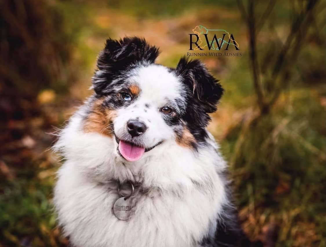 Diamond M Toy & Mini Aussies in Arkansas | Miniature Australian ...