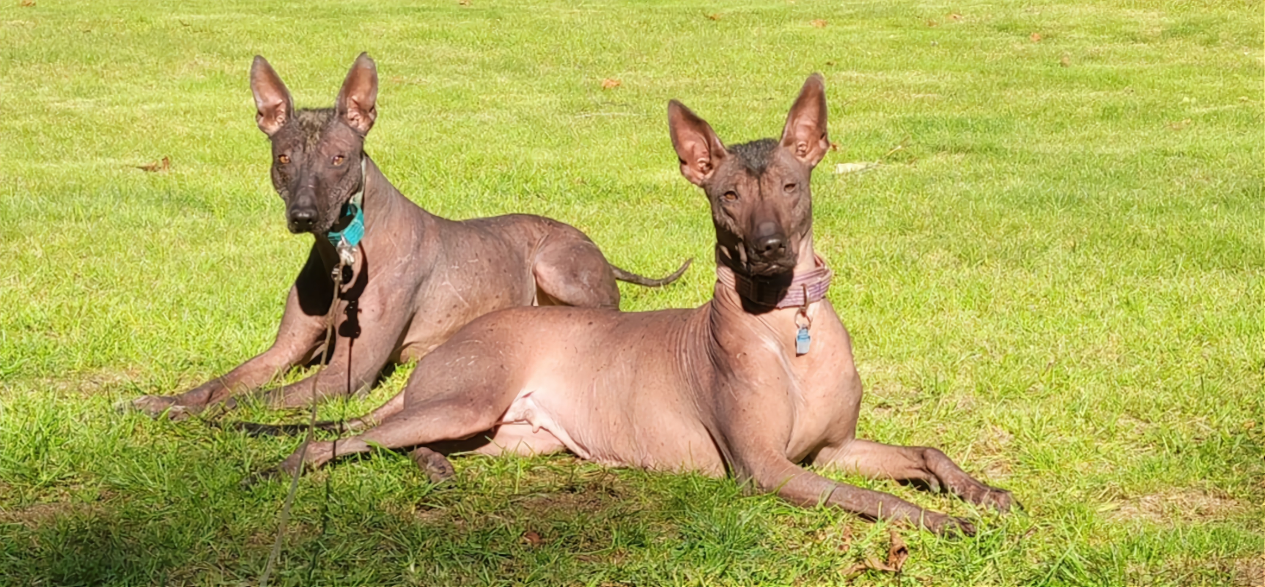 Experience The Wild in Florida | Xoloitzcuintli puppies | Good Dog