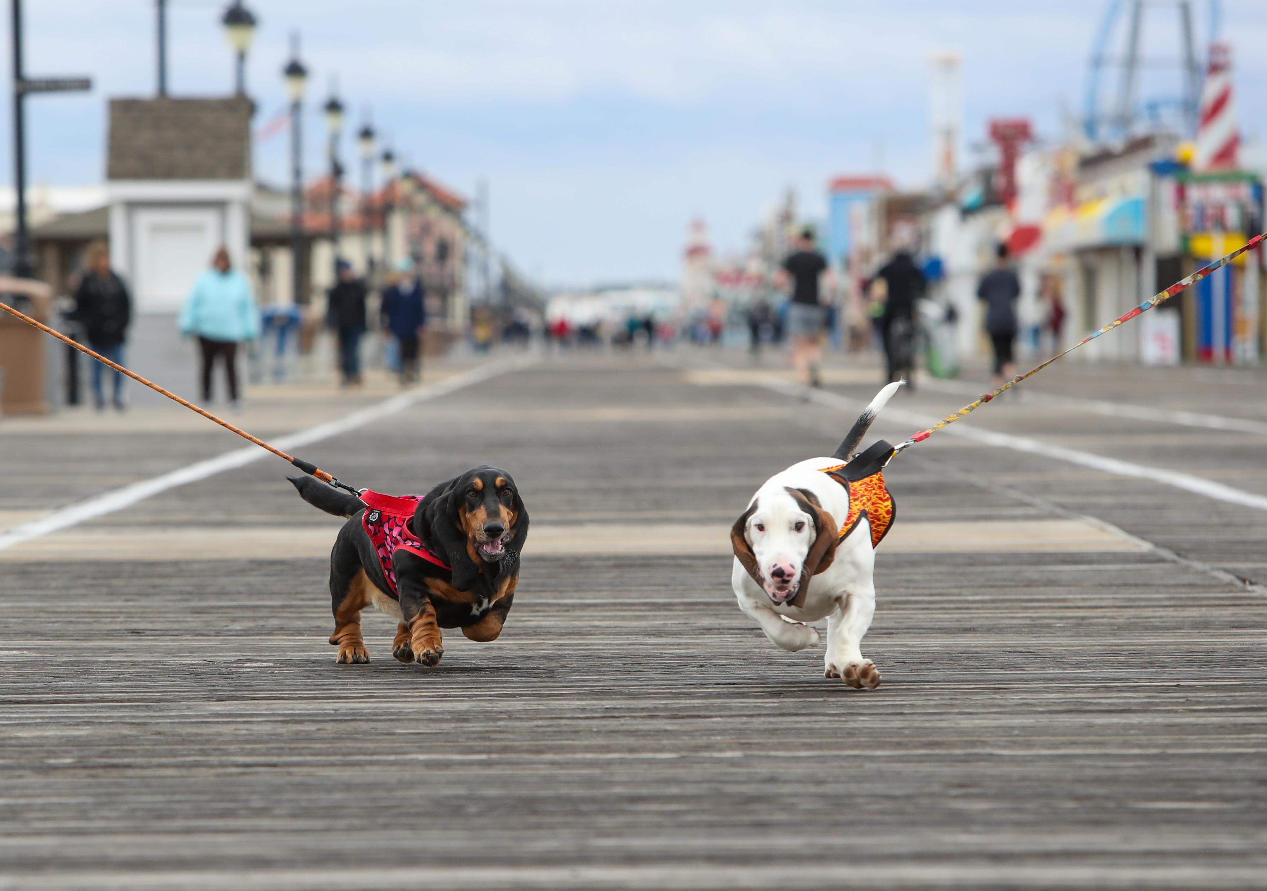 Jenna's Basset Hounds in Maryland | Basset Hound puppies | Good Dog
