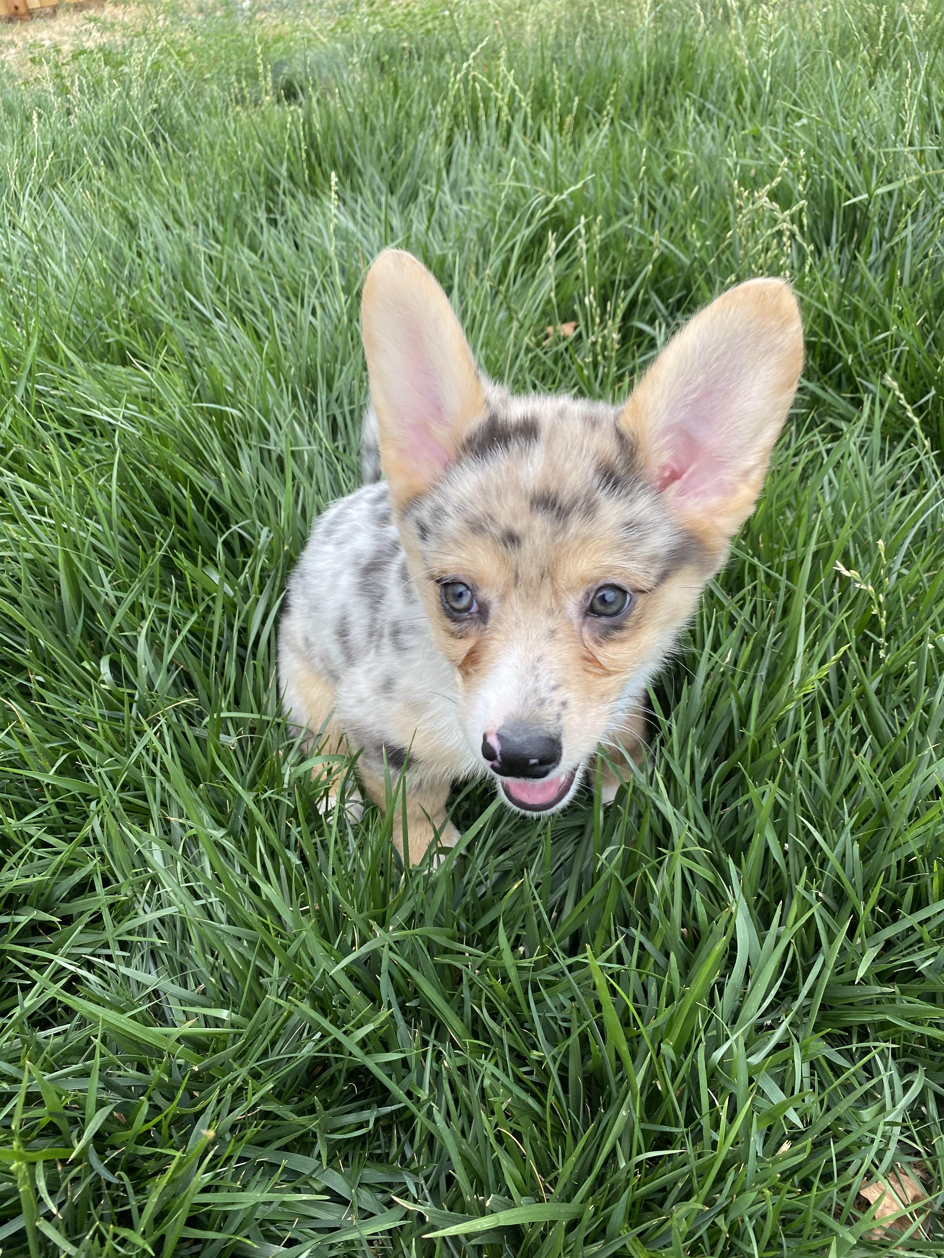Swezey Pembroke Welsh Corgis in Colorado | Pembroke Welsh Corgi and ...