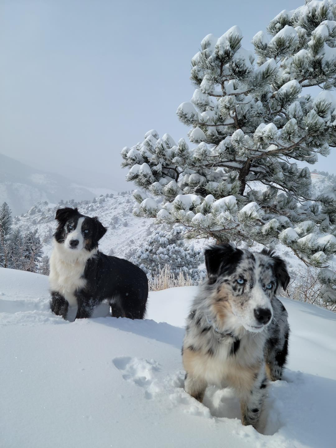 303 Aussies in Colorado | Australian Shepherd puppies | Good Dog