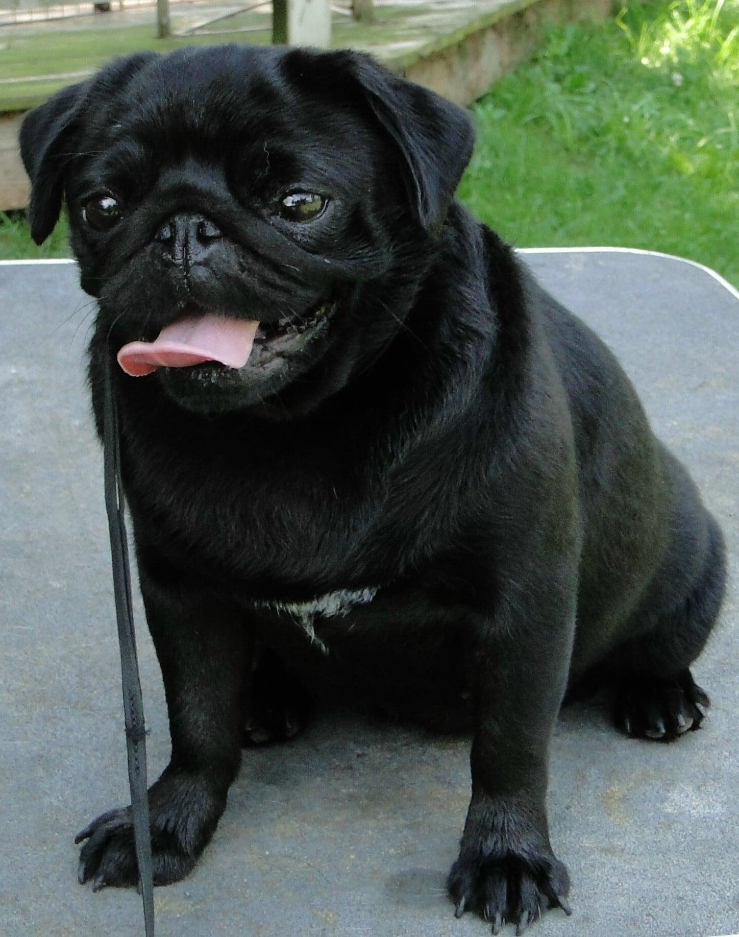Piggytail Kennels in Kentucky | Pug puppies | Good Dog