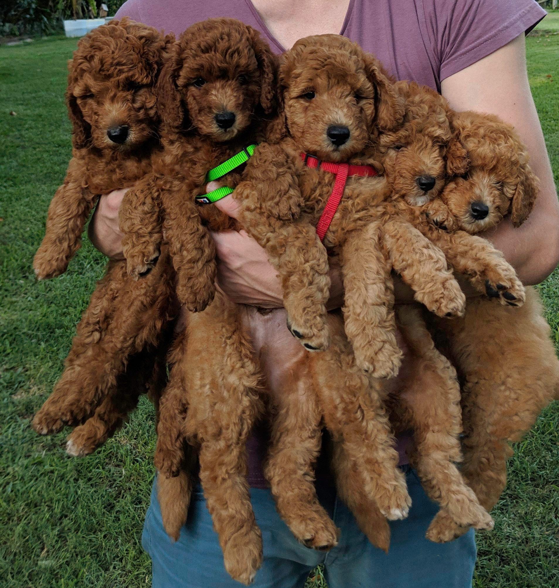 Shades of Red Moyen Poodles in Florida | Poodle puppies | Good Dog