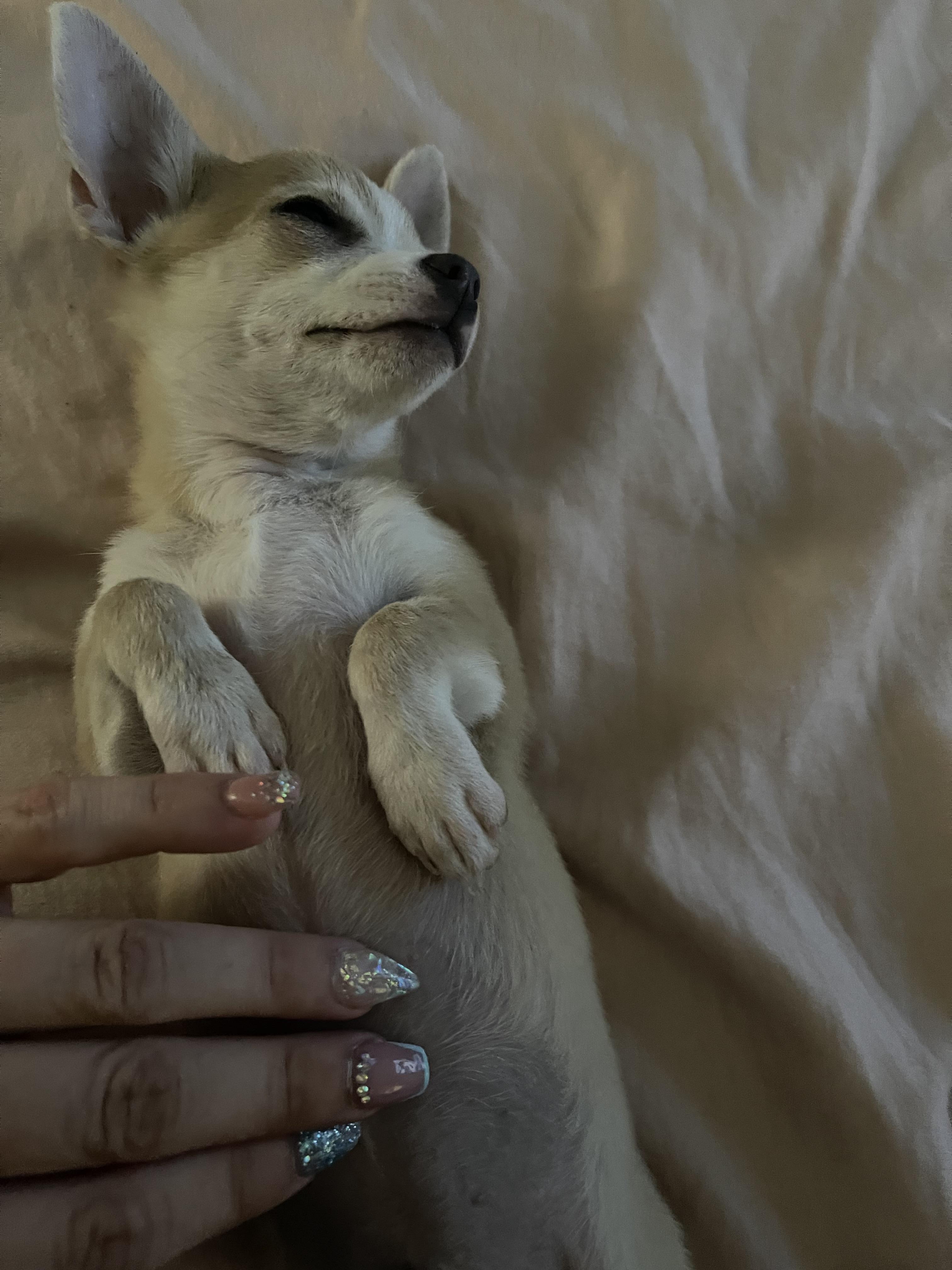 Divine K9s LLC in Missouri | Chihuahua and Poodle puppies | Good Dog