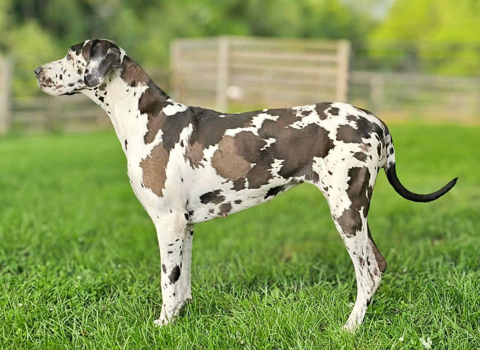 Phantasm Farms in Indiana | Great Dane puppies | Good Dog