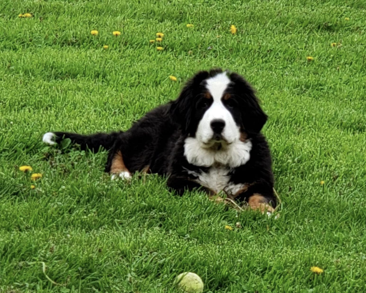 Millys Tales in Ohio | Bernese Mountain Dog and Yorkshire Terrier ...