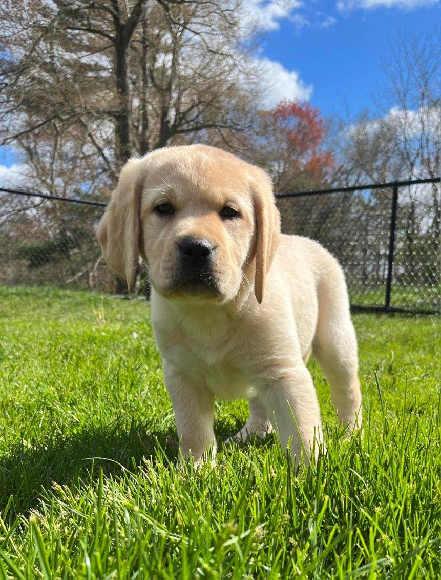Dunrovin Farm in Massachusetts | Labrador Retriever puppies | Good Dog