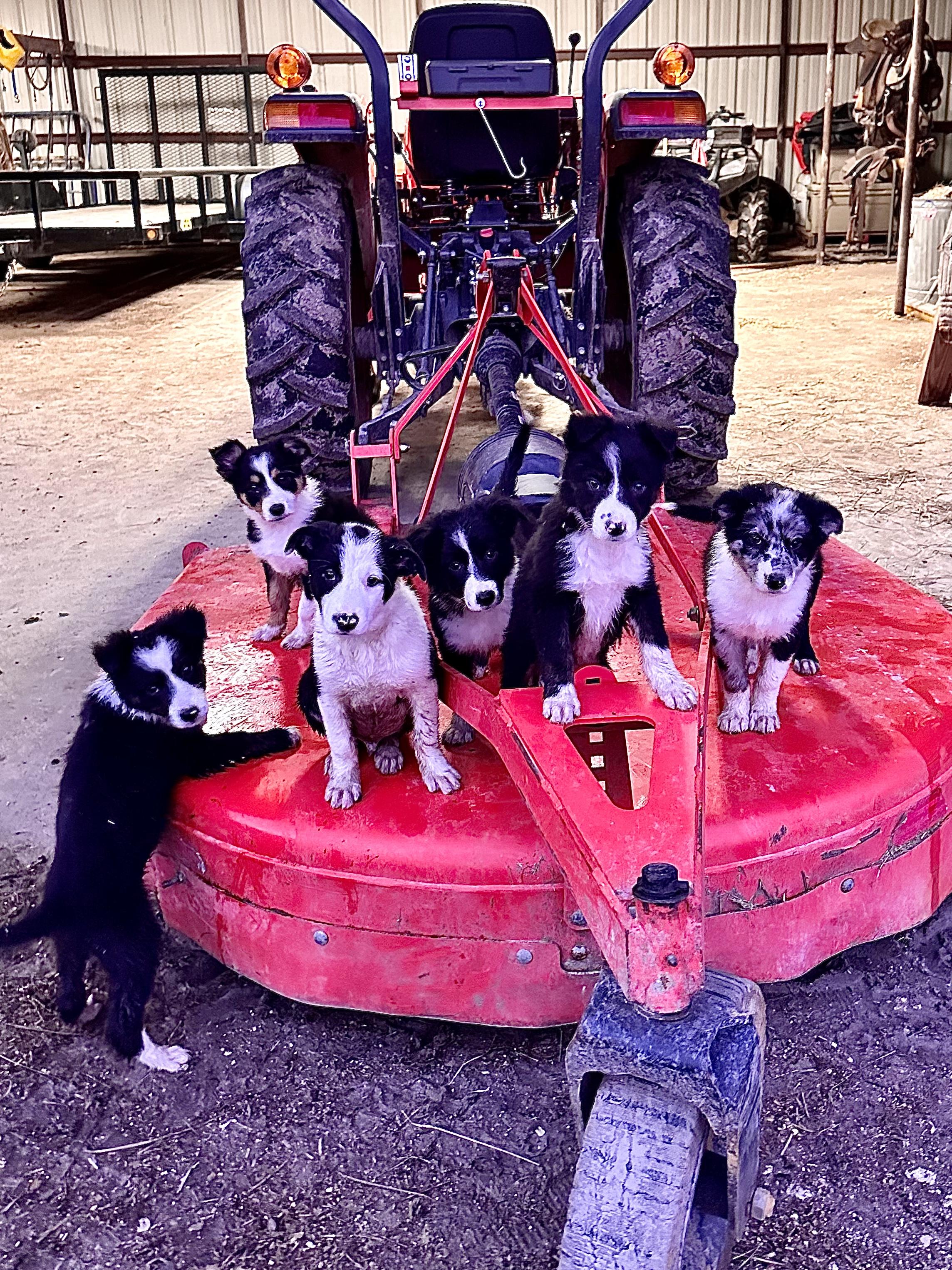 Bridges Border Collies in Texas | Border Collie puppies | Good Dog