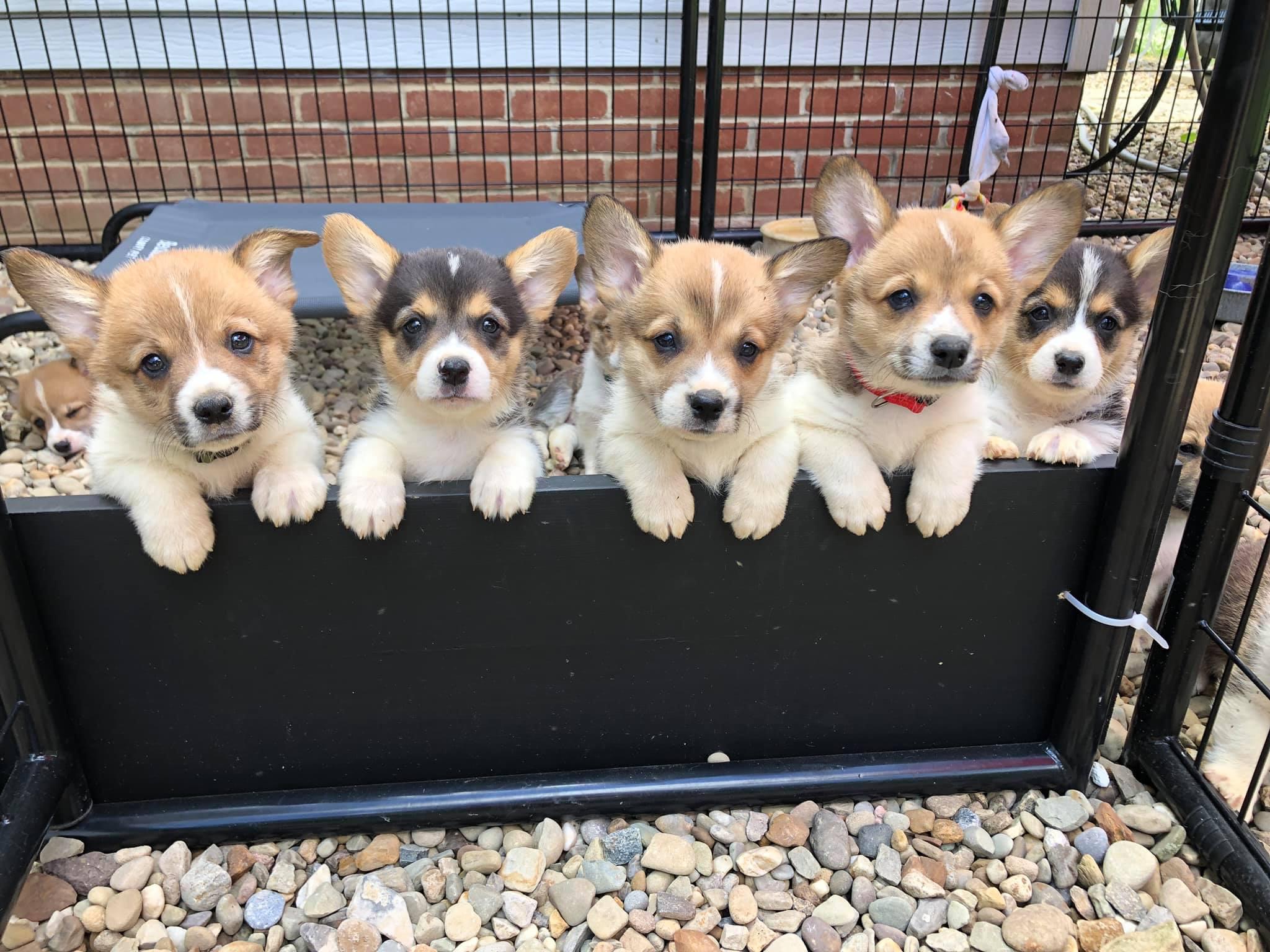 Western Star Corgis in Ohio | Pembroke Welsh Corgi puppies | Good Dog