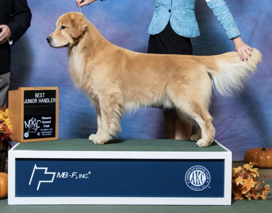 Lock N' Gold Goldens in Michigan | Golden Retriever puppies | Good Dog