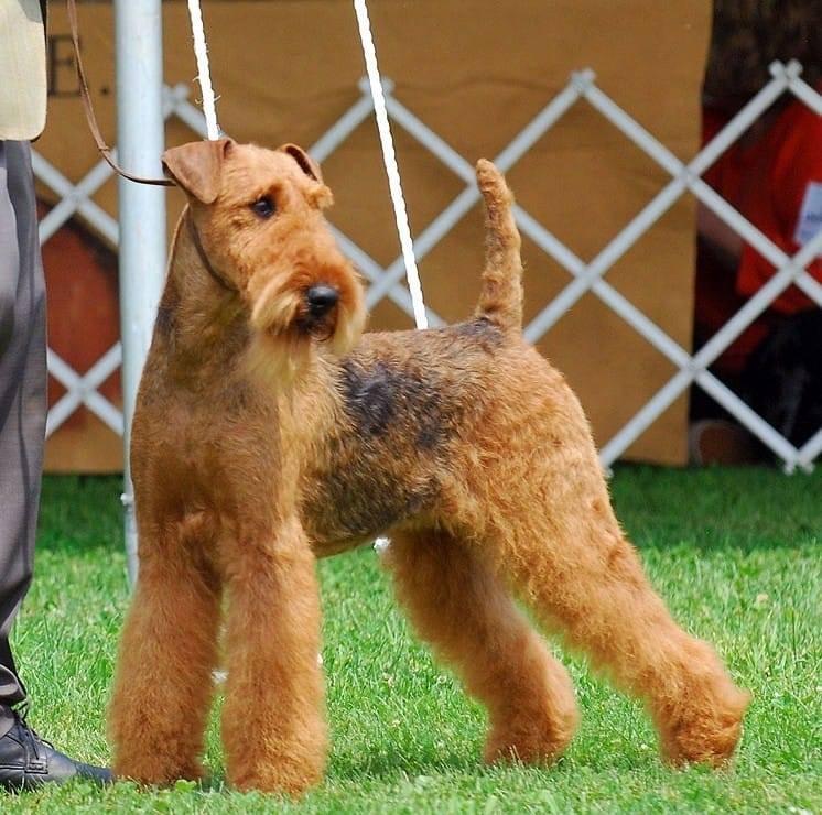 Johanna Pemble's Airedale Terriers in New York | Airedale Terrier ...