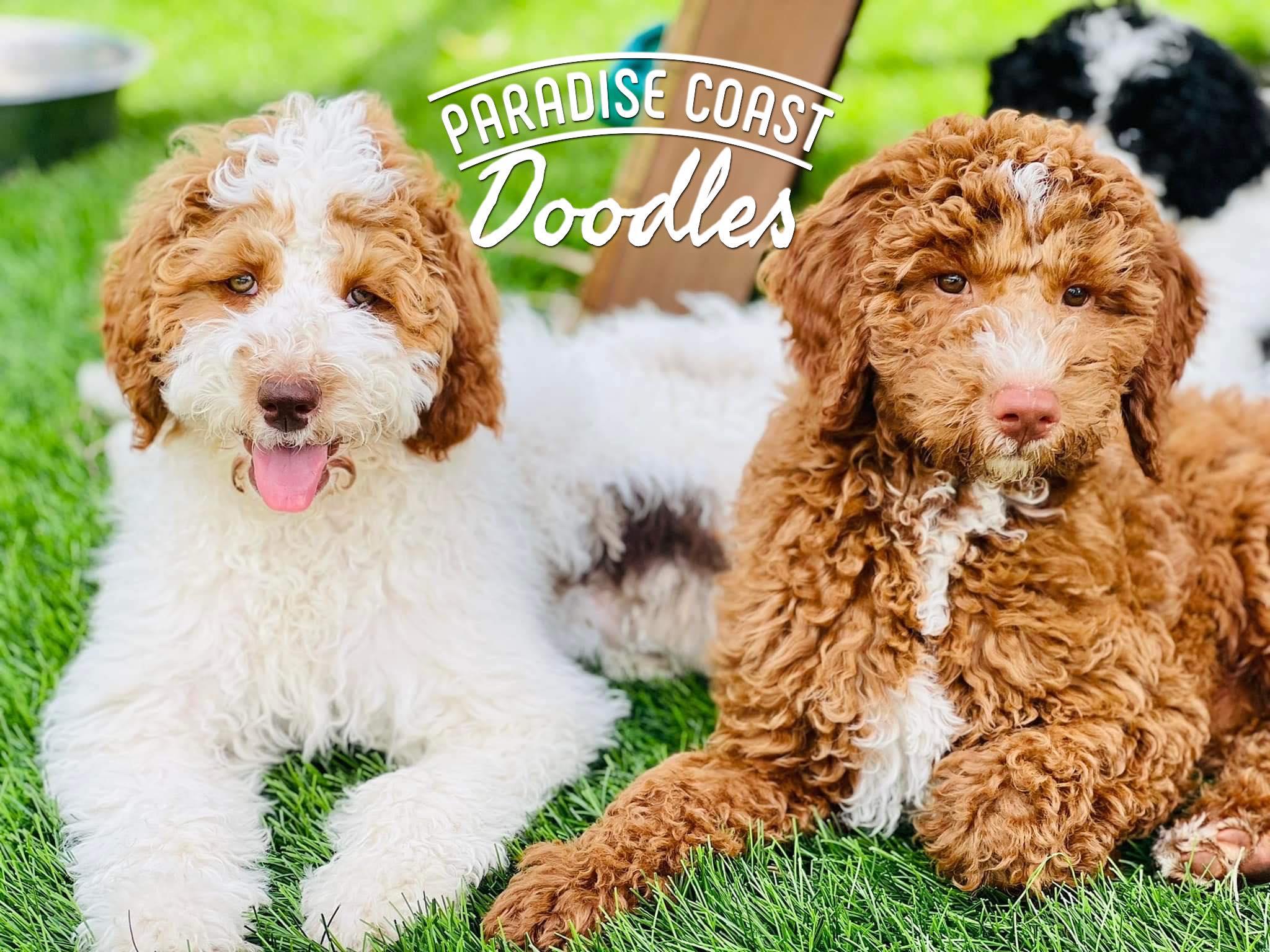 Paradise Coast Doodles in Florida | Goldendoodle puppies | Good Dog