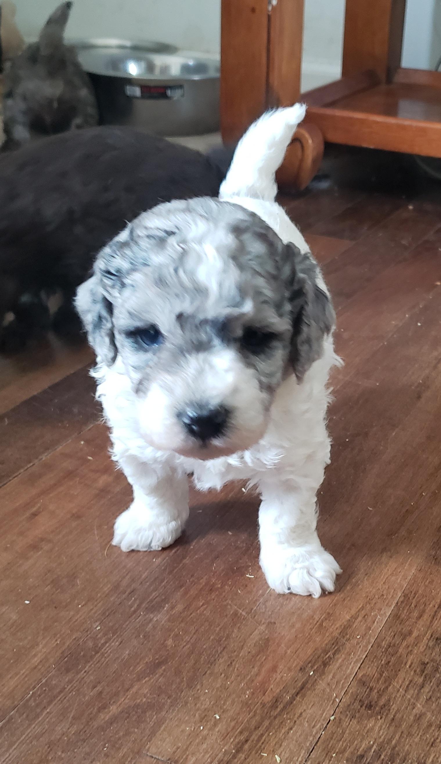Dogtown Mini Poodles in Michigan | Poodle puppies | Good Dog