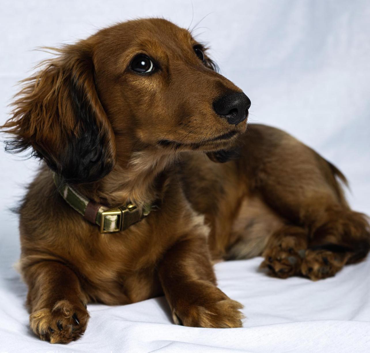 Desert Dachshunds in Nevada | Dachshund puppies | Good Dog