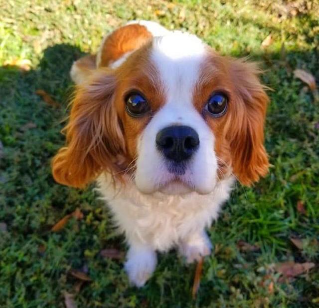 Royal Flush Cavaliers in Florida | Cavalier King Charles Spaniel ...
