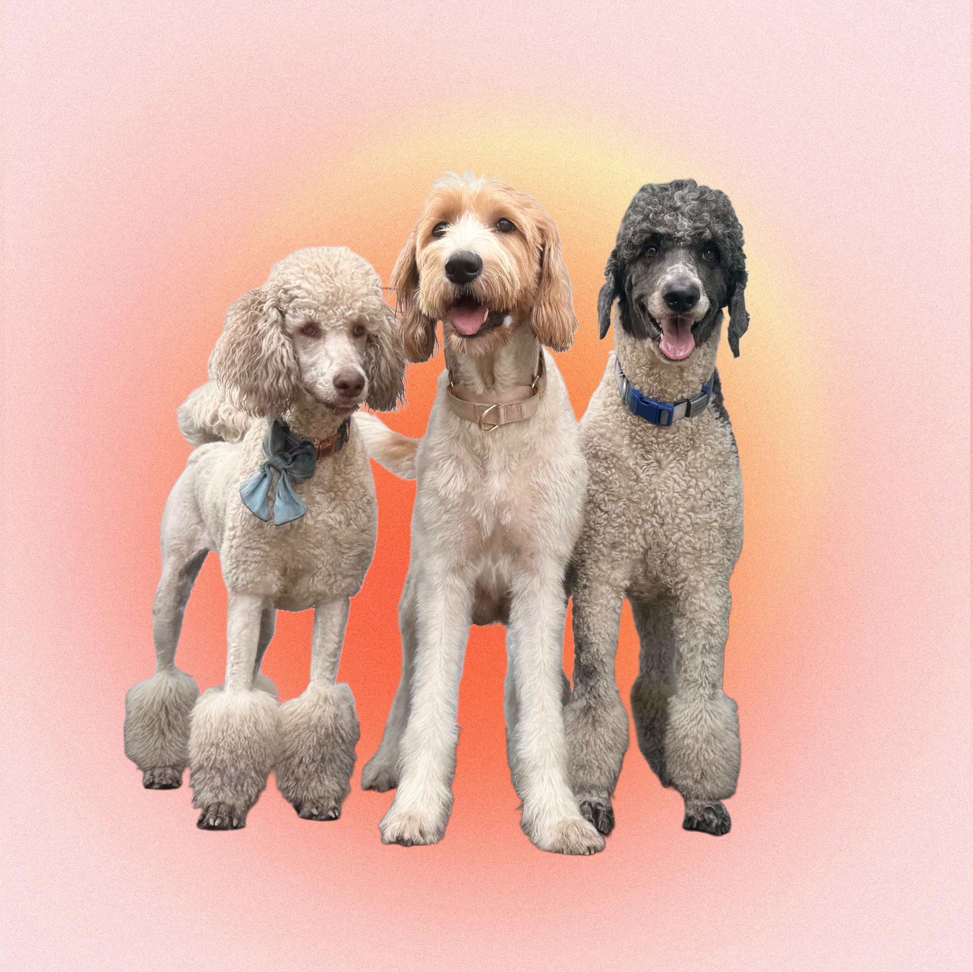 Caris Paws Poodles and Labradoodles in New Jersey | Labradoodle and ...
