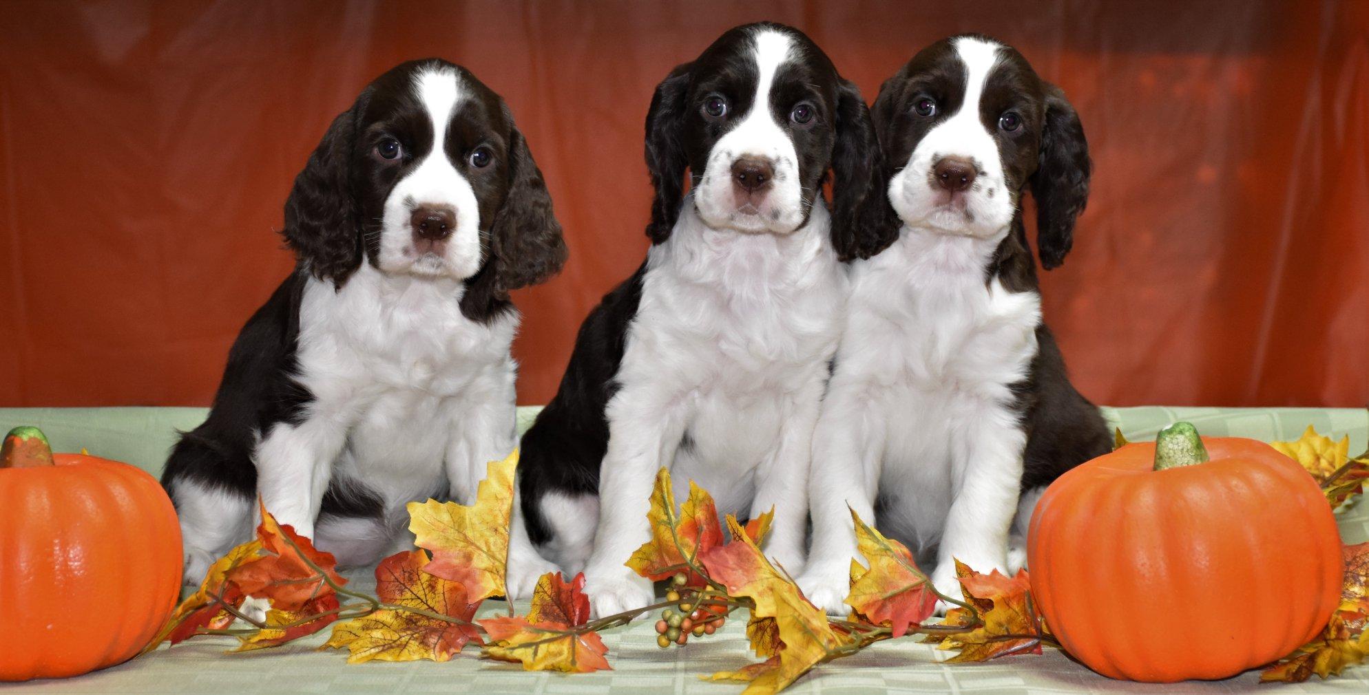 Wuerlwind English Springer Spaniels in Wisconsin | English Springer ...